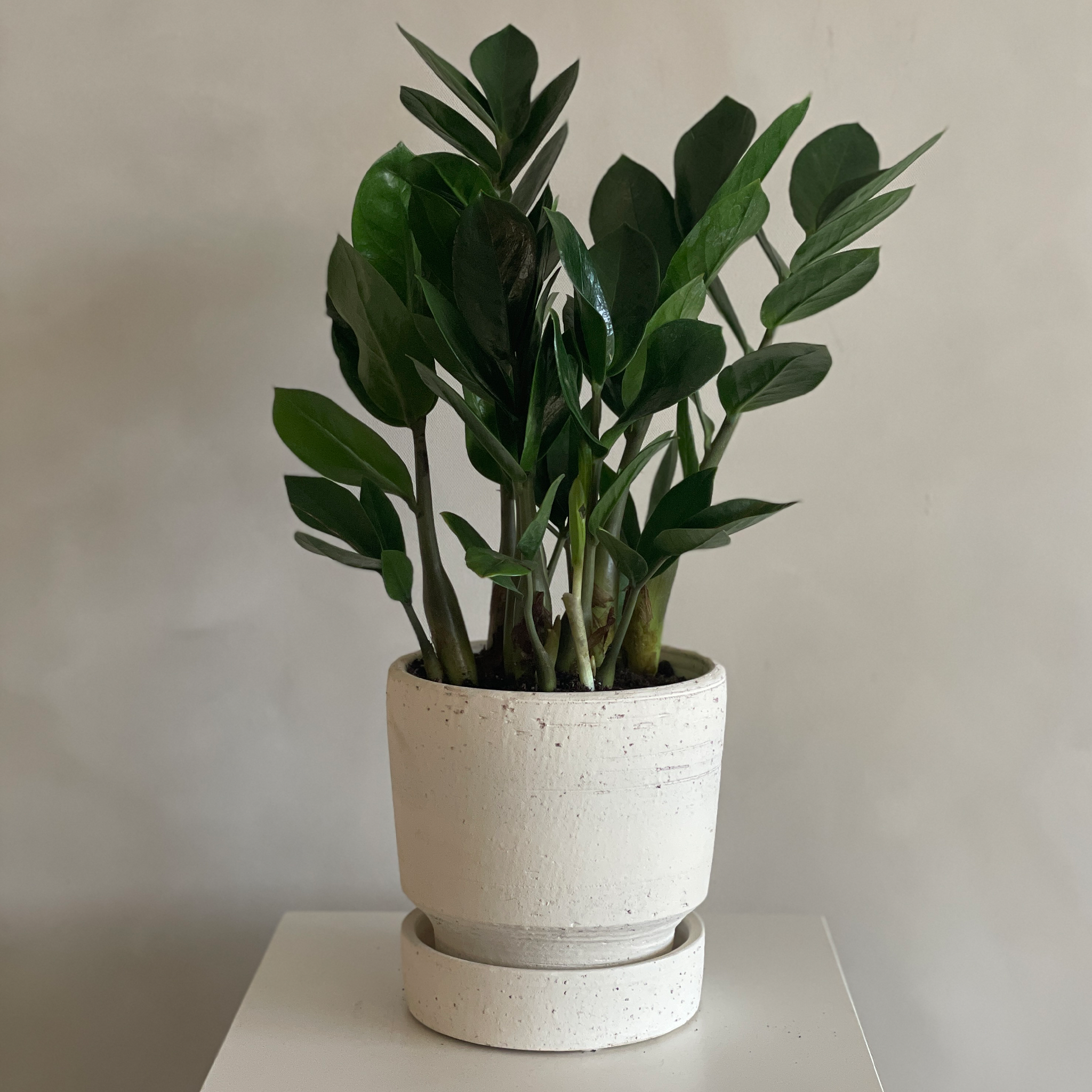 Plant Collection – Camelback Flowershop