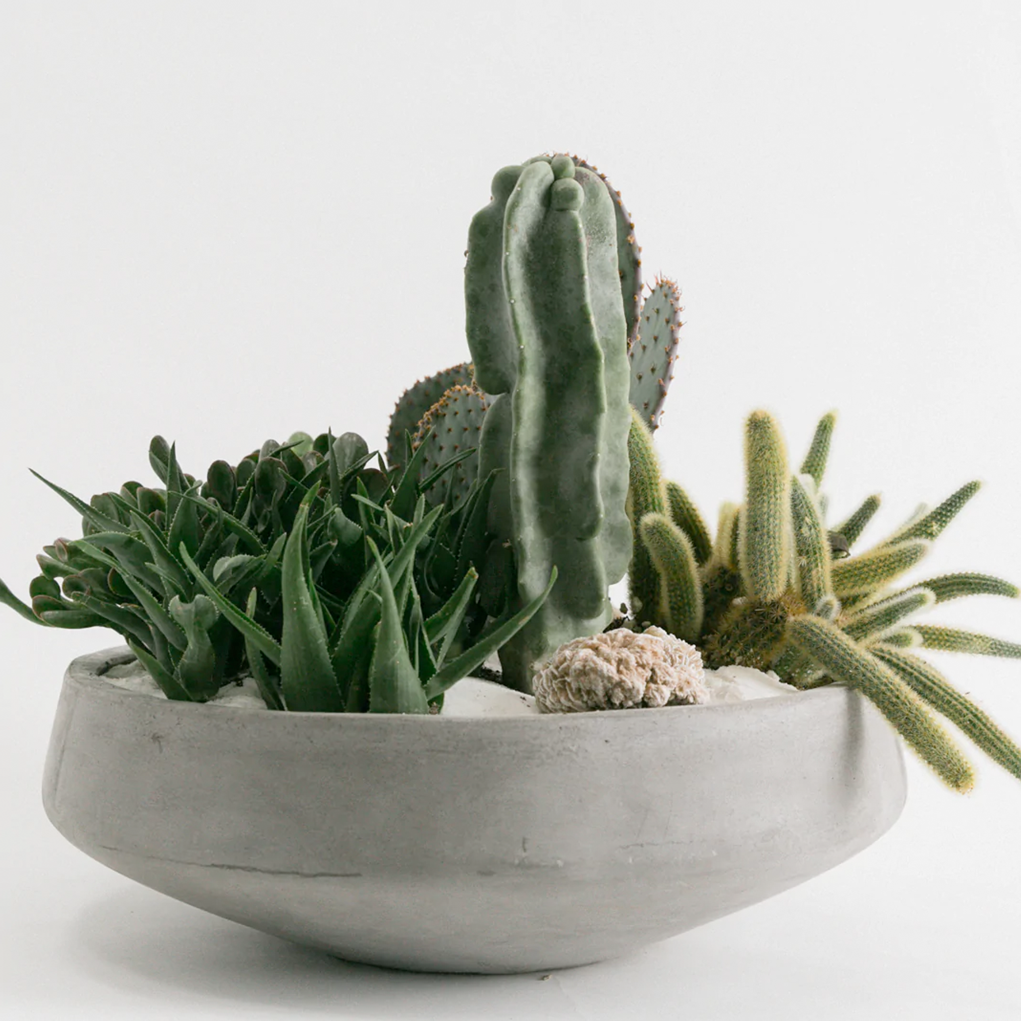 All Plants – Camelback Flowershop