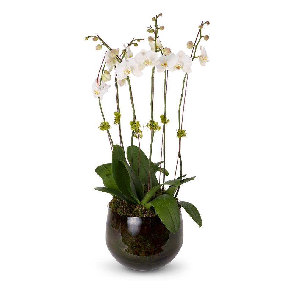 Smoky Orchid Garden – Camelback Flowershop