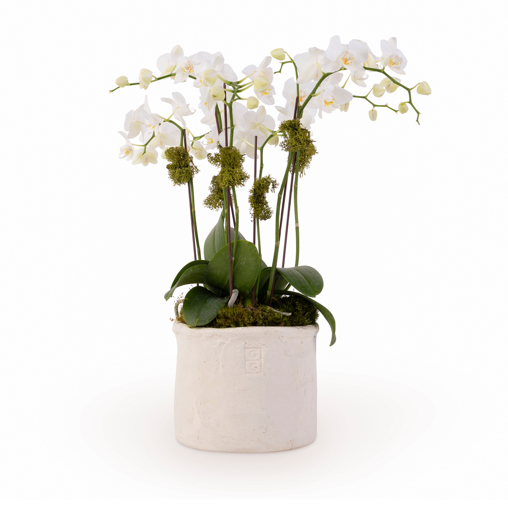 Gray Gardens Orchid – Camelback Flowershop