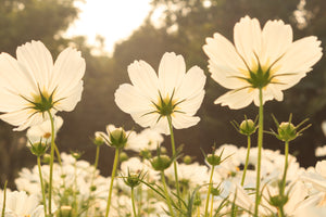Same Day Flower Delivery in Phoenix, Arizona | Camelback Flowershop