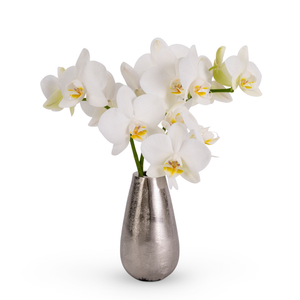Same Day Flower Delivery in Phoenix, Arizona | Camelback Flowershop