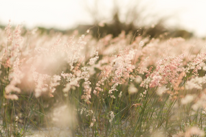 Same Day Flower Delivery in Phoenix, Arizona | Camelback Flowershop