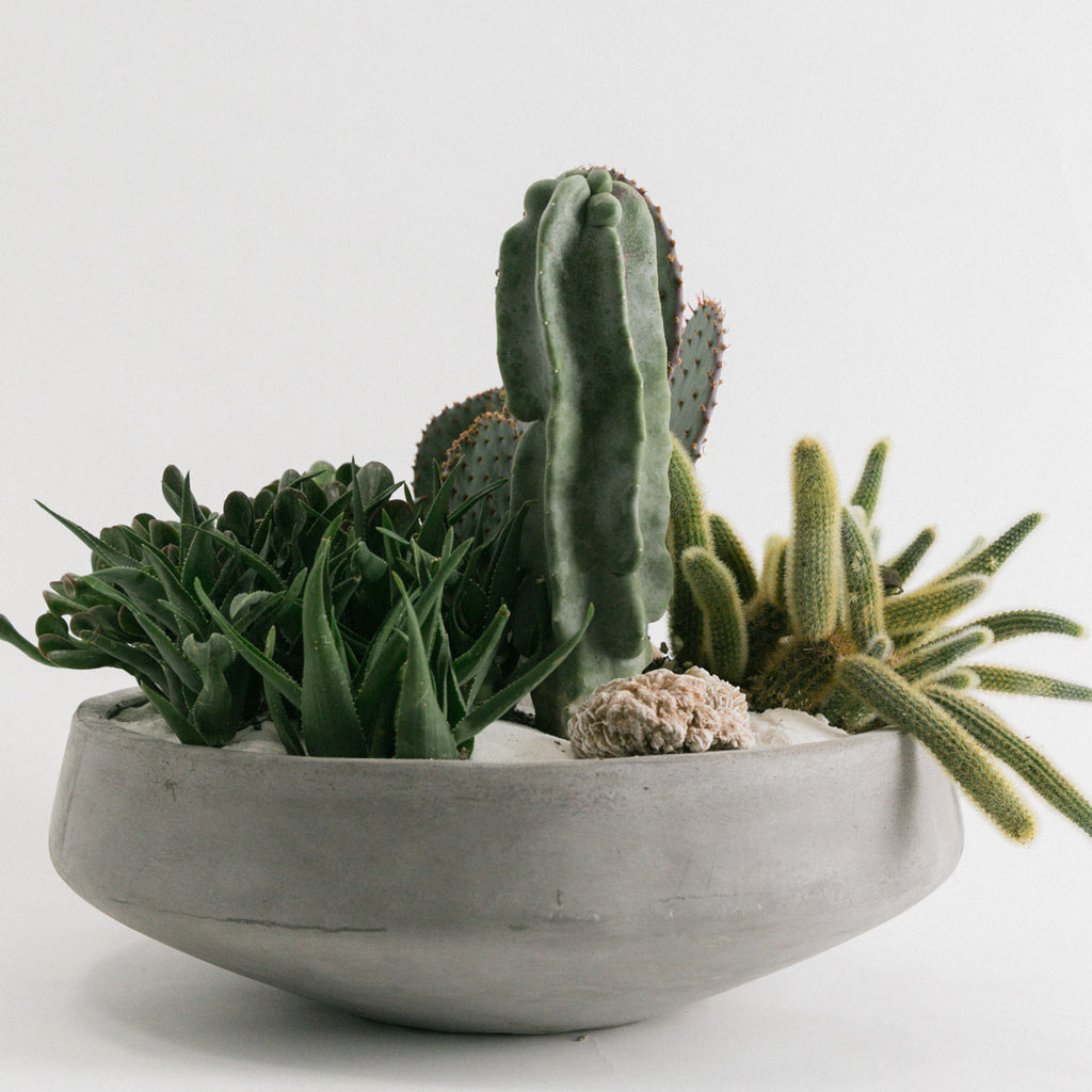 Great Basin – Camelback Flowershop