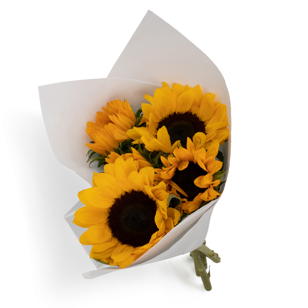 Sunflowers – Camelback Flowershop