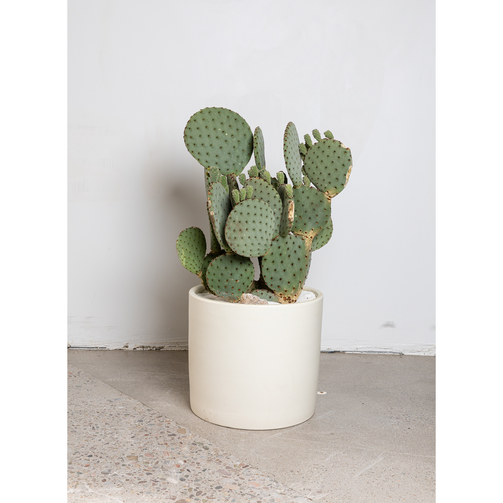 Indian Fig – Camelback Flowershop