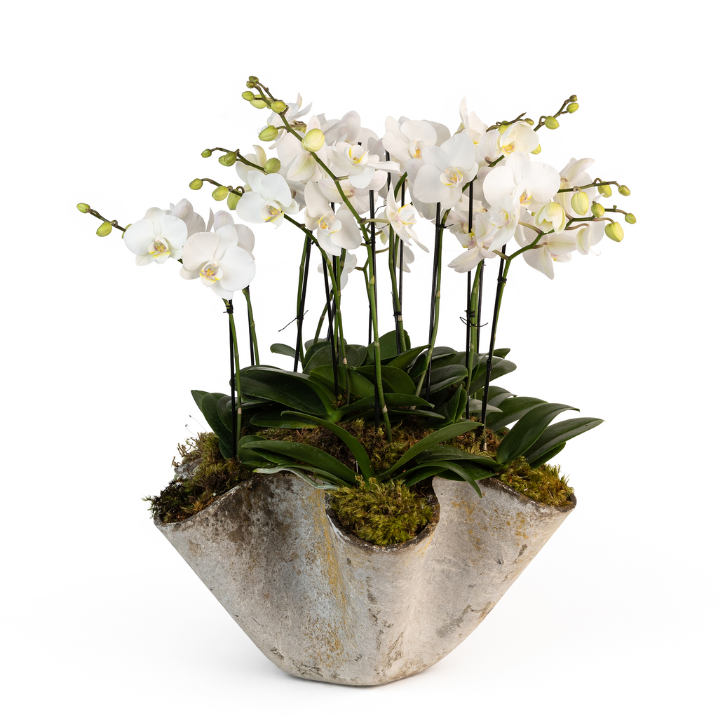 Willy Guhl Orchid Garden – Camelback Flowershop
